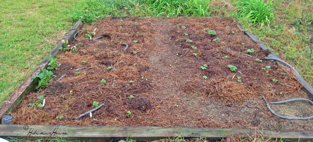 Hibiscus House: Strawberry Patch Update!