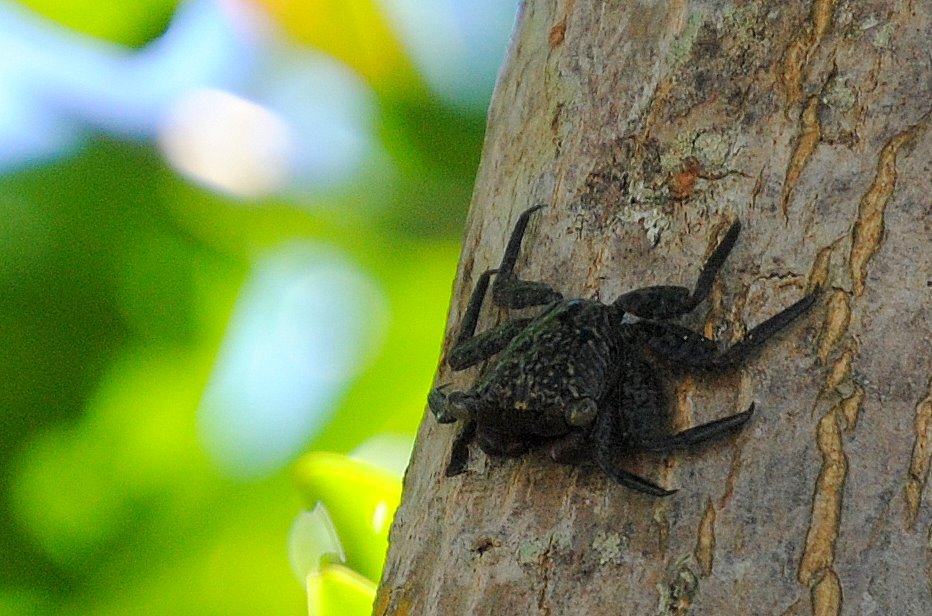 Field Notes and Photos: Mangrove Tree Crab