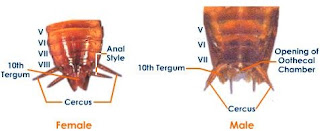 Digestive System in Cockroach