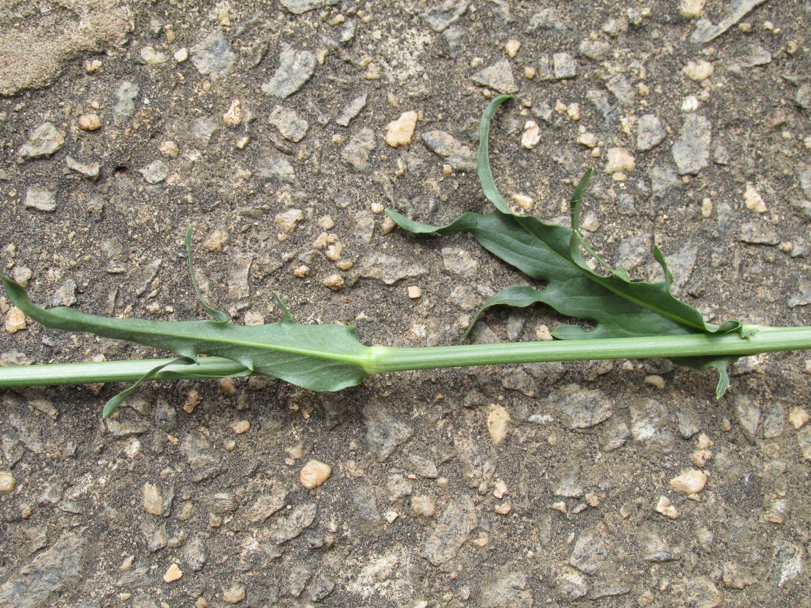 .: Falso dente de leão, radite, almeirão caipira, almeirão do mato