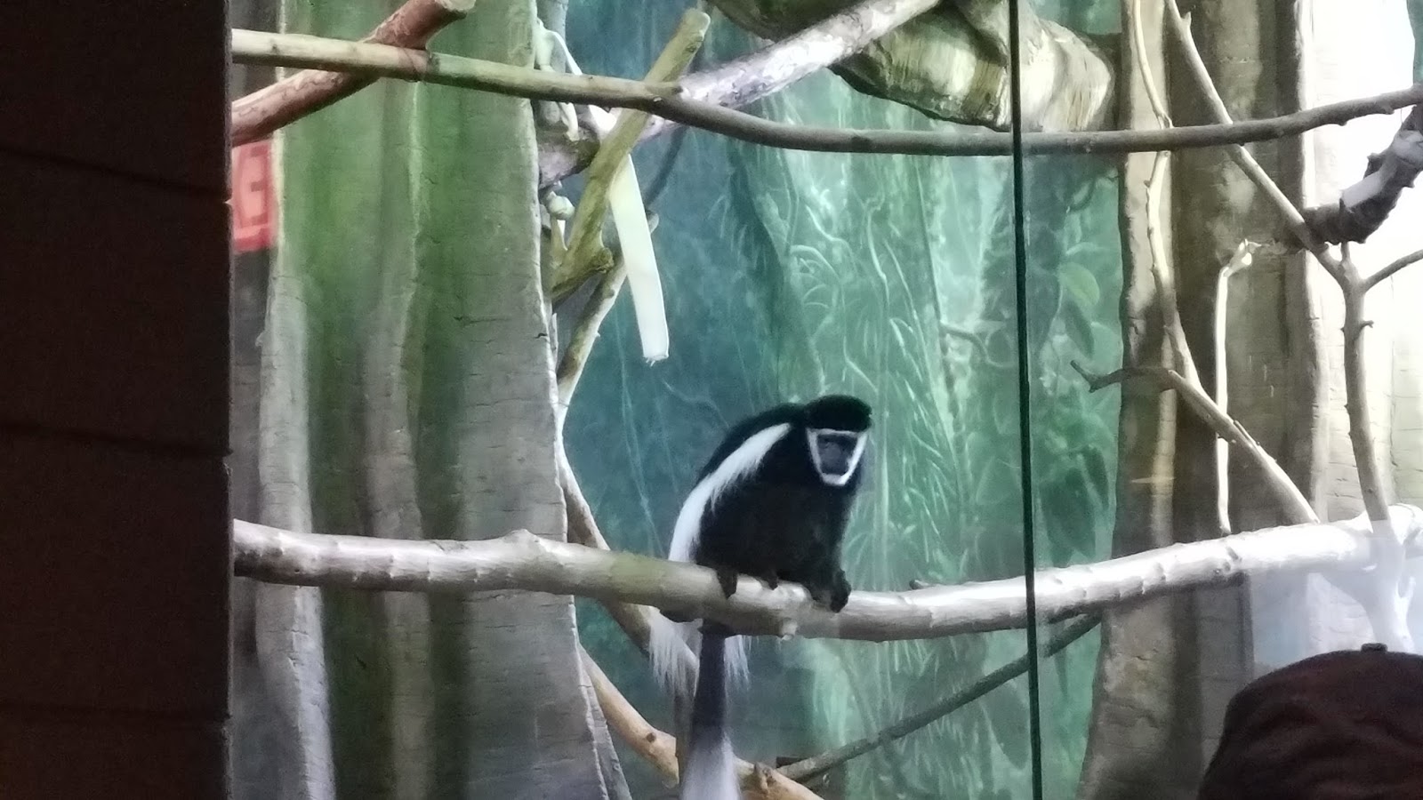 Across North America: Lincoln Park Zoo in Chicago Illinois