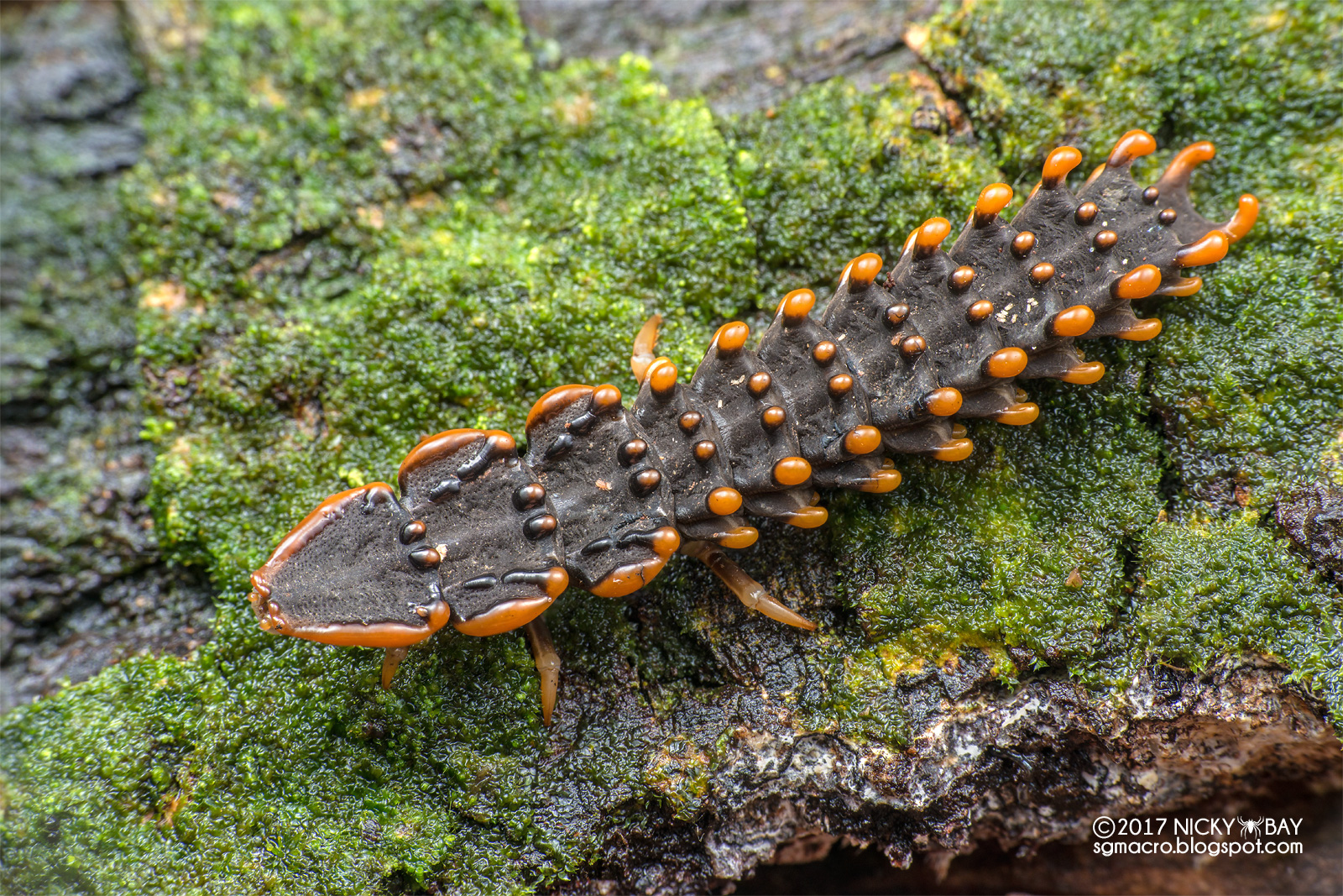 Trilobite Beetle Male