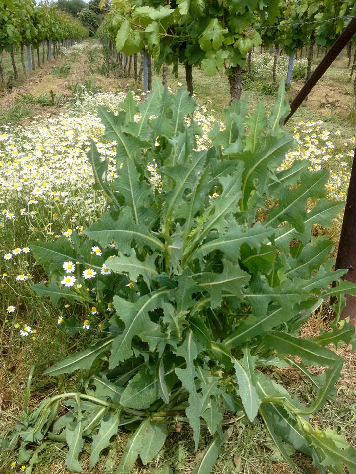 DER LATTICH - Vorgänger unseres Kopfsalates