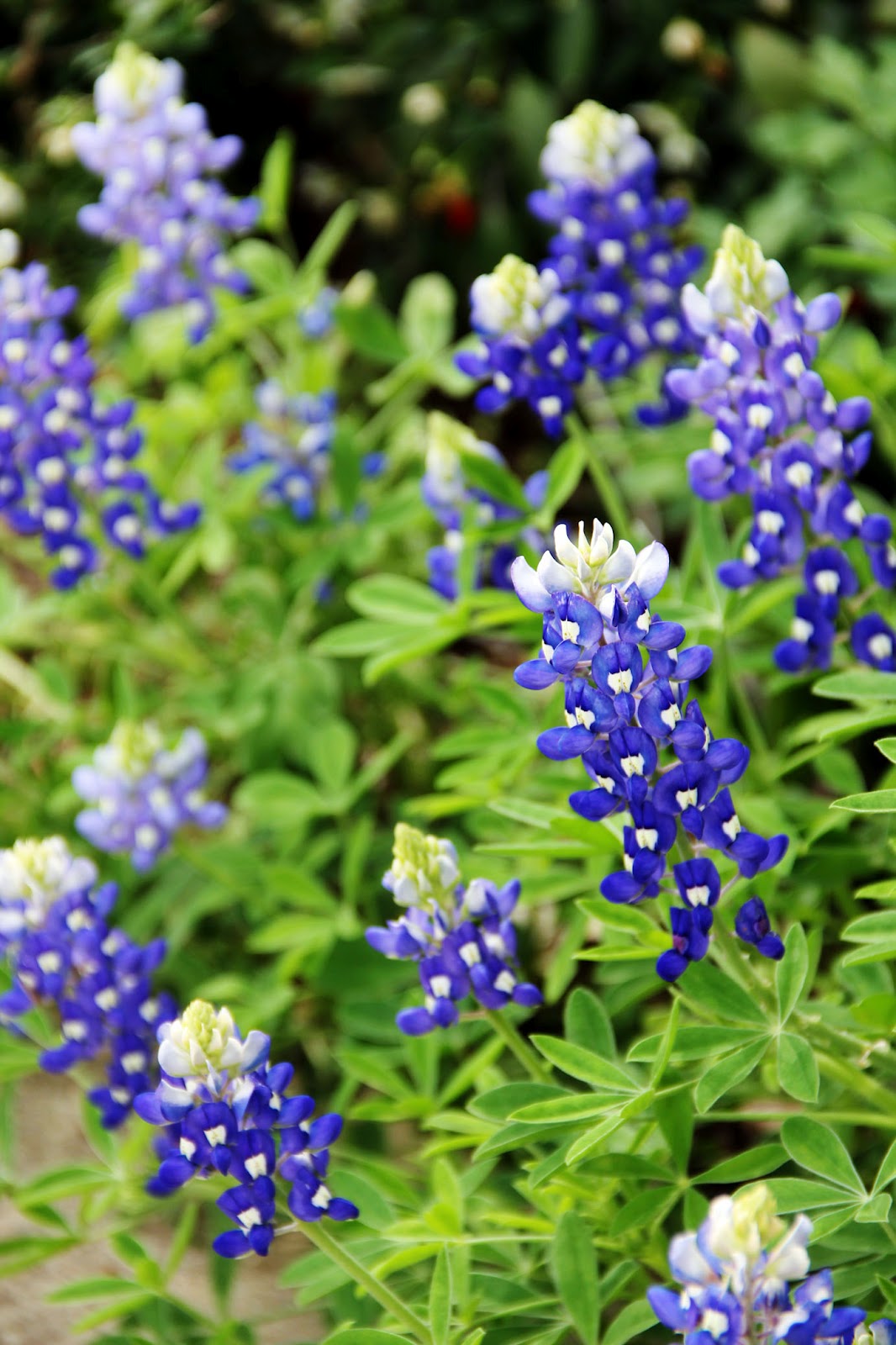 Backroads and Barstools: bluebonnets + the birthplace of tx + spring day