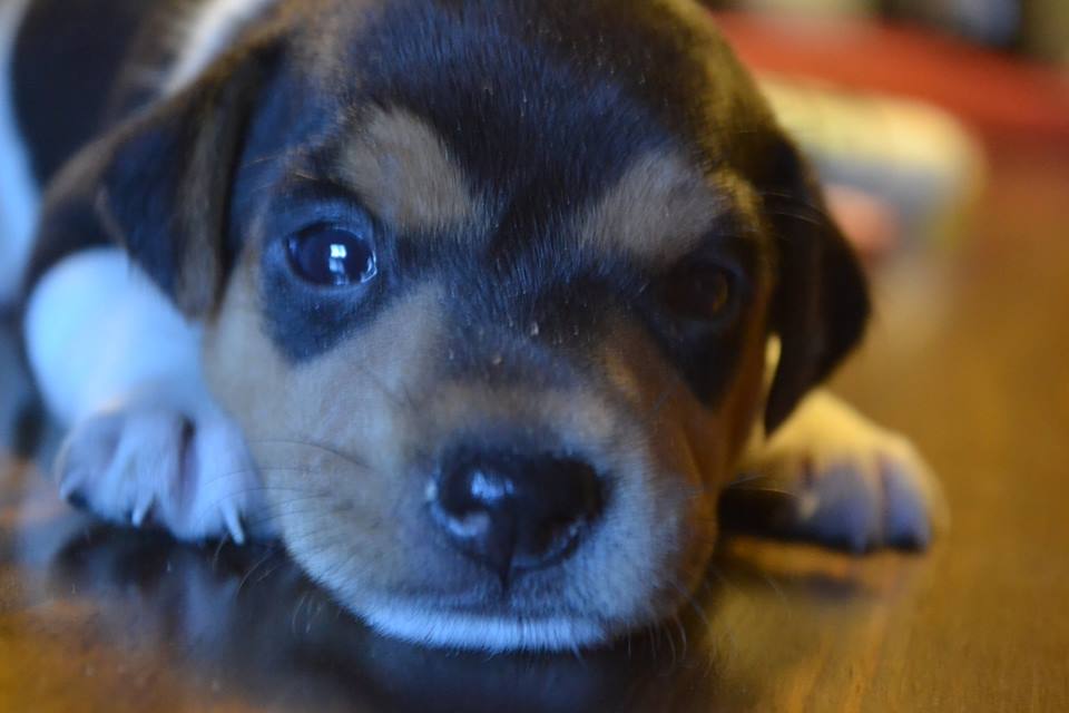 La Argentina que crece: EL TERRIER DE CAMPO