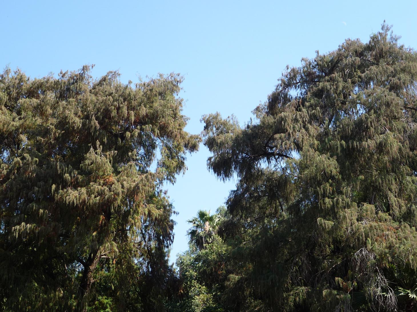 Club de Amig@s de los Ahuehuetes: Algunos Ahuehuetes en Cuernavaca
