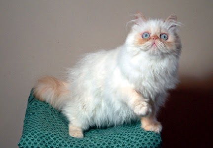 Persa colorpoint crema