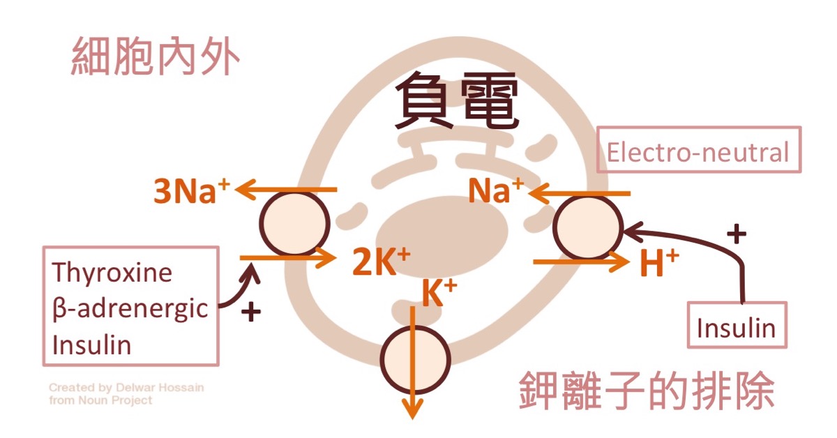 陳鋭溢: 你濫用了TTKG嗎？從鉀離子的排泄說起