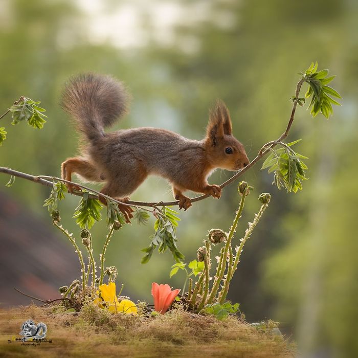 Photographer Captured Squirrels Every Day For Six Years And Here Are ...