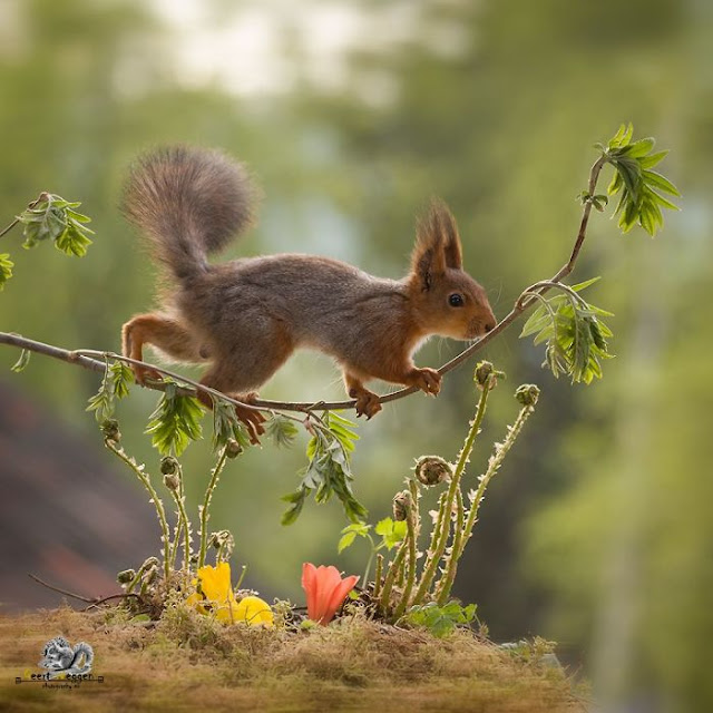 Photographer Captured Squirrels Every Day For Six Years And Here Are ...