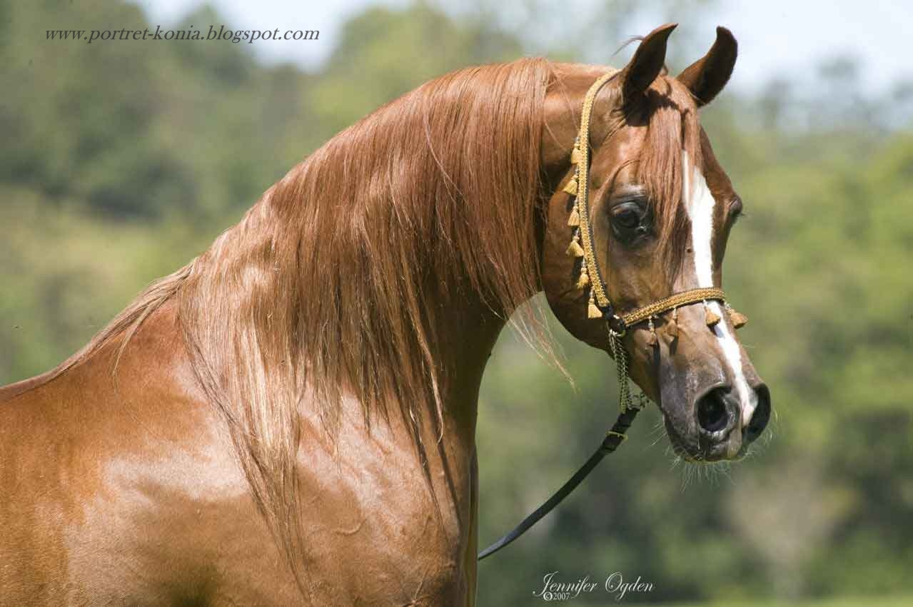 Portret konia...: Koń czystej krwi arabskiej
