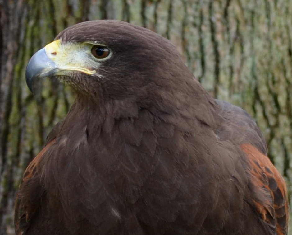 Tour Scotland: Tour Scotland Photographs Harris Hawk Highland Games ...