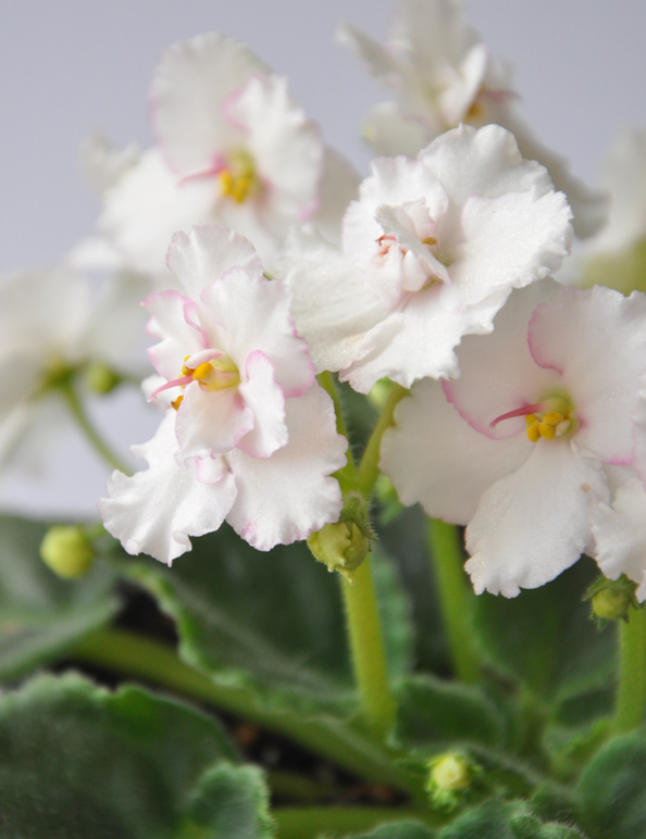 Three Dogs in a Garden: African Violets