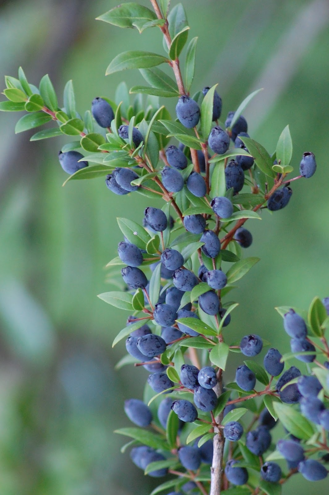 Flora da Serra da Arrábida: Murta (Myrtus communis)