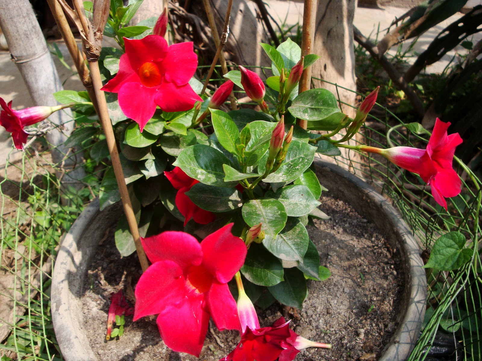 Flores de enredaderas - Imagui