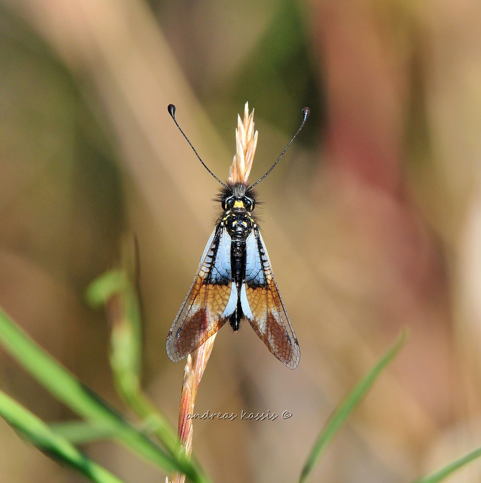 NATURAL WORLD : Libelloides ottomanus (Neuroptera - Ascalaphidae)-Owl fly