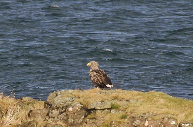 Wild About Mull: Duck weather