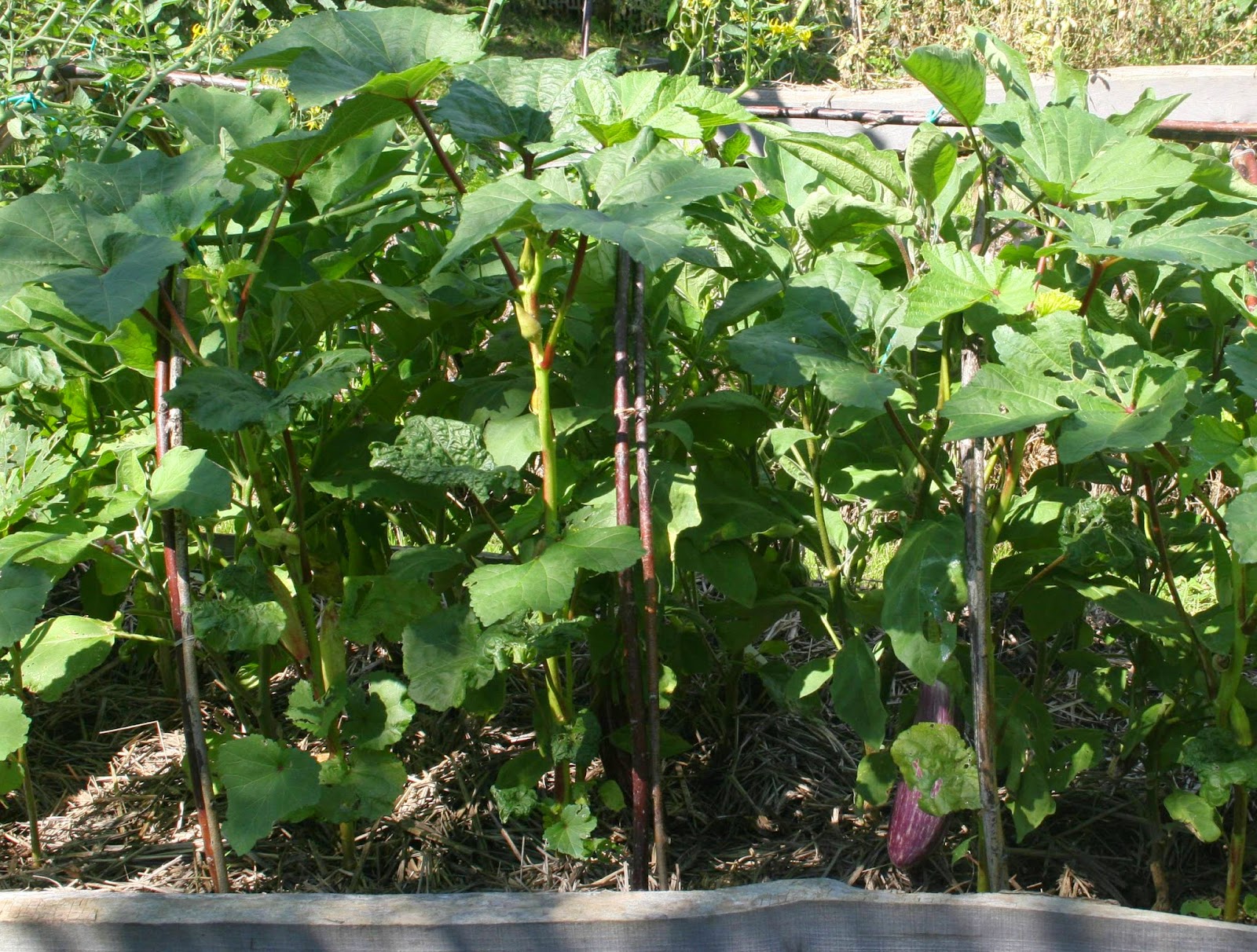 HIŠA Z VRTOM: BAMIJA ali OKRA na visoki gredi