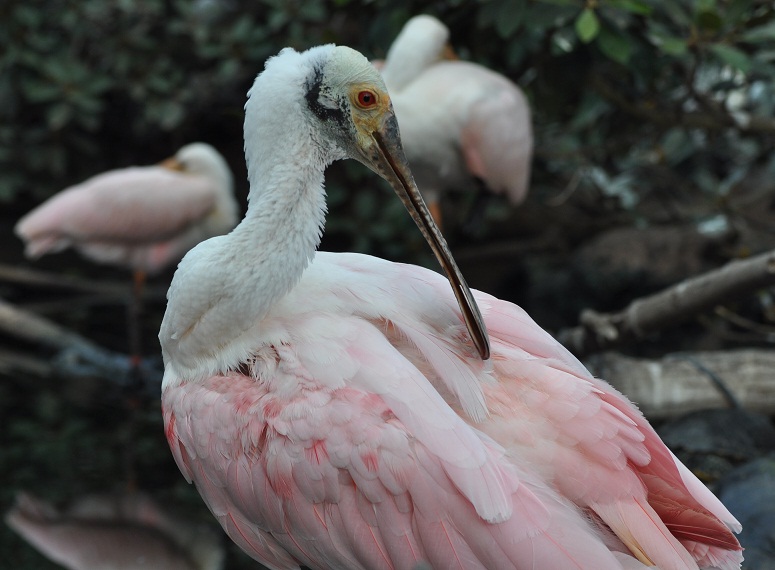ZOOTOGRAFIANDO (6.100 ANIMALS): ESPÁTULA ROSADA / ROSEATE SPOONBILL ...