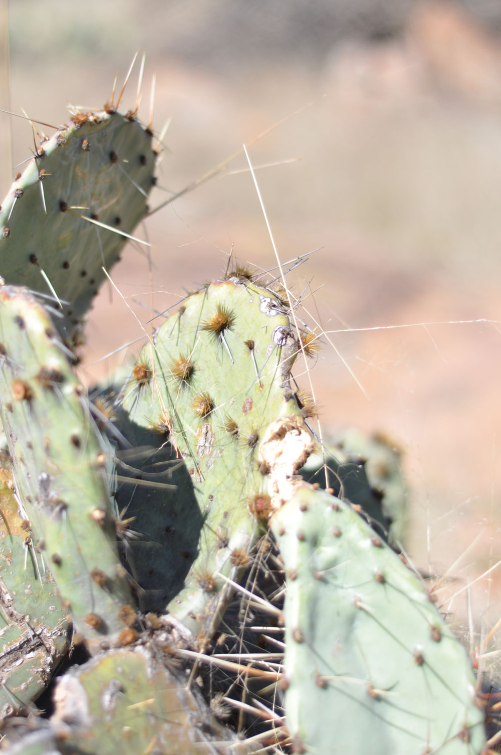 Hiking the Oklahoma Mountains - Amanda's OK | A Lifestyle Blog