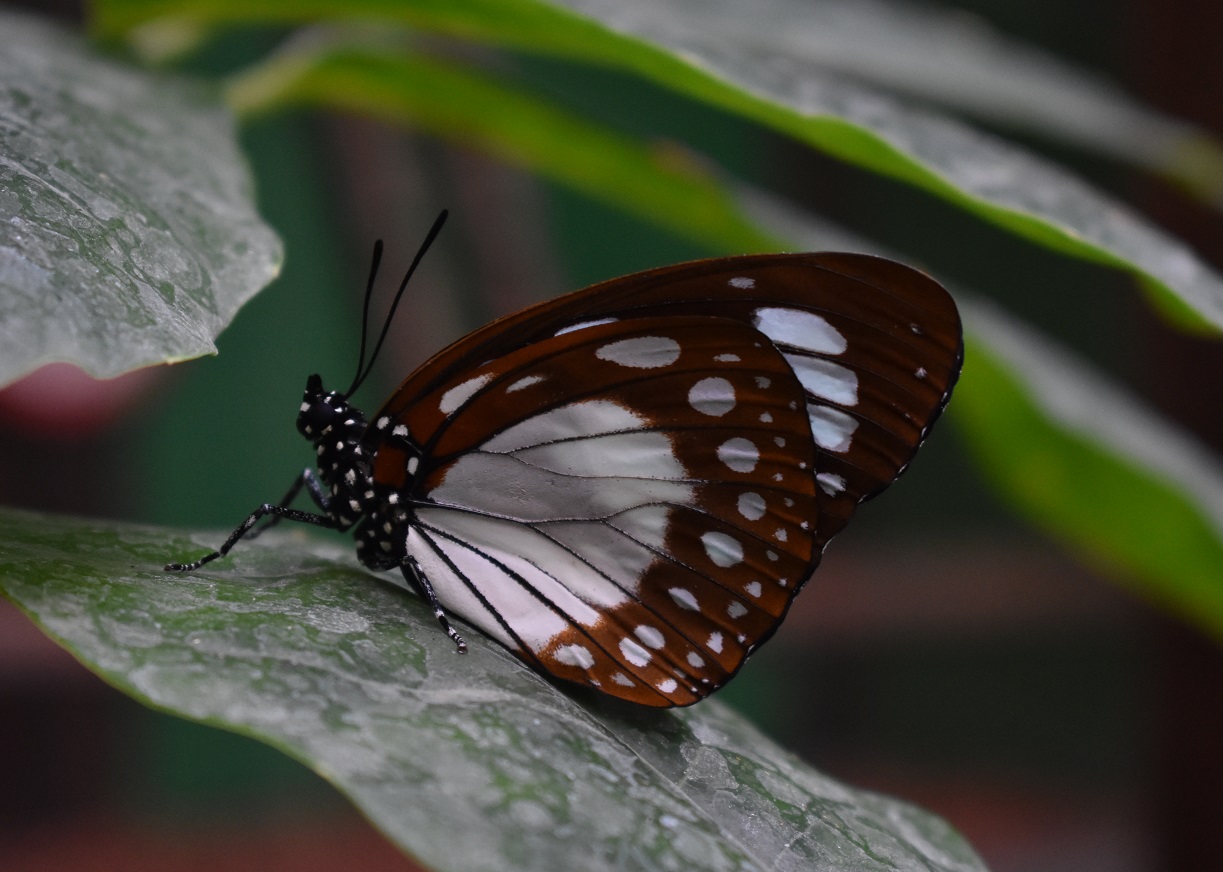 ZOOTOGRAFIANDO (6.100 ANIMALS): MARIPOSA REINA DEL BOSQUE / FOREST ...