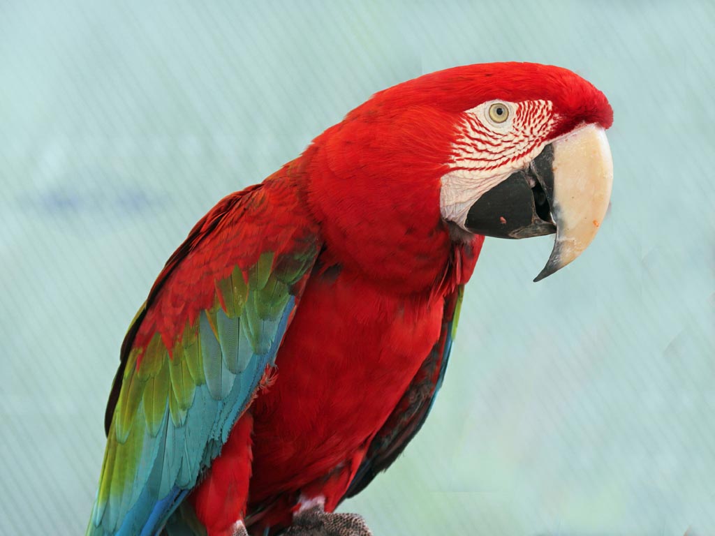 Pasari in lume: Papagalul Macaw