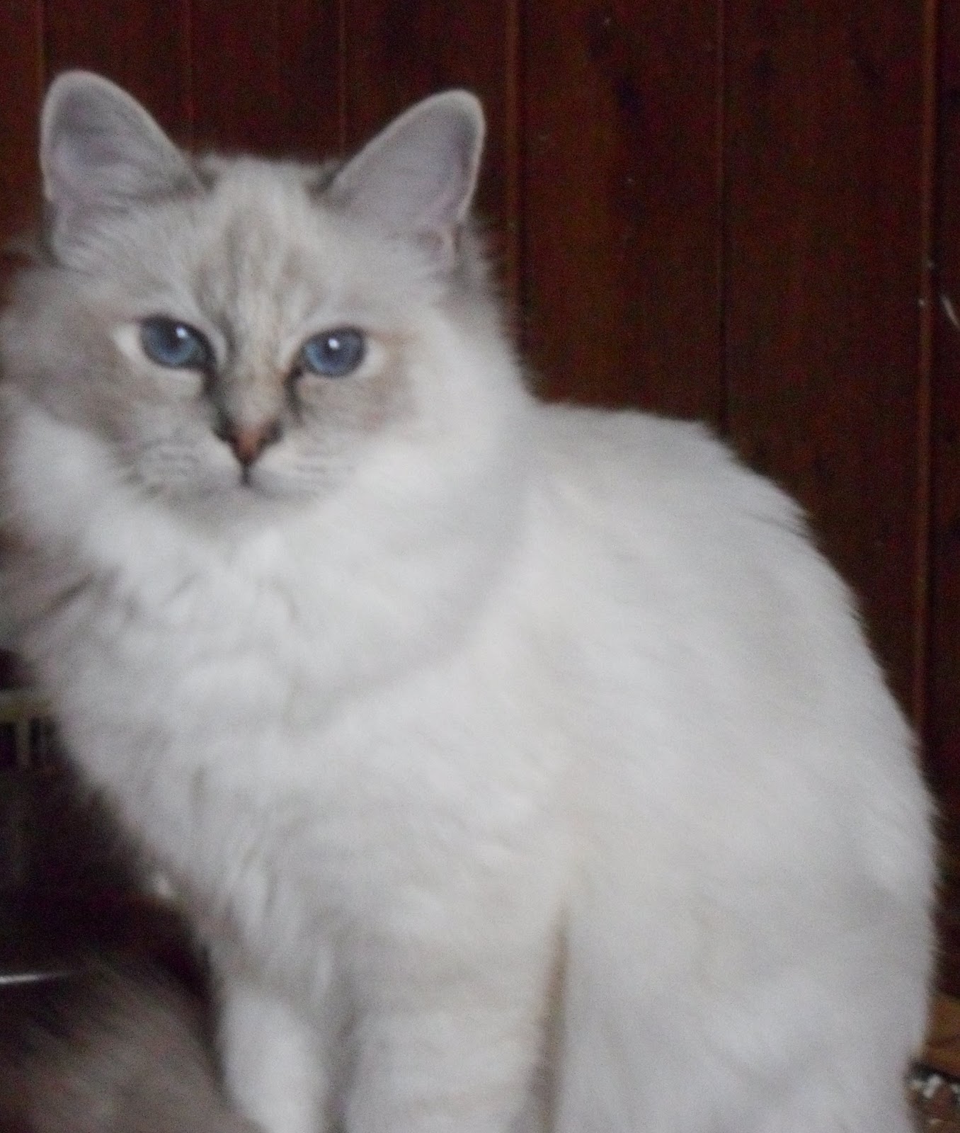 Elmarlay Birmans & Siberians: Birman Kittens still available