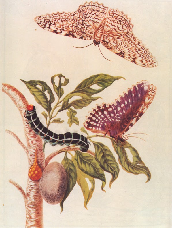 Mujeres pintoras: Maria Sibylla Merian (1647-1717)
