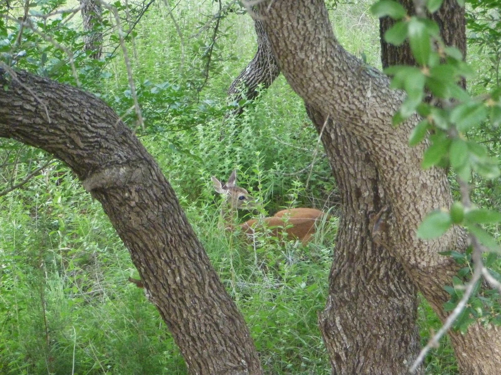 Seasonality:Embracing Change : DO DEER "NEST"?