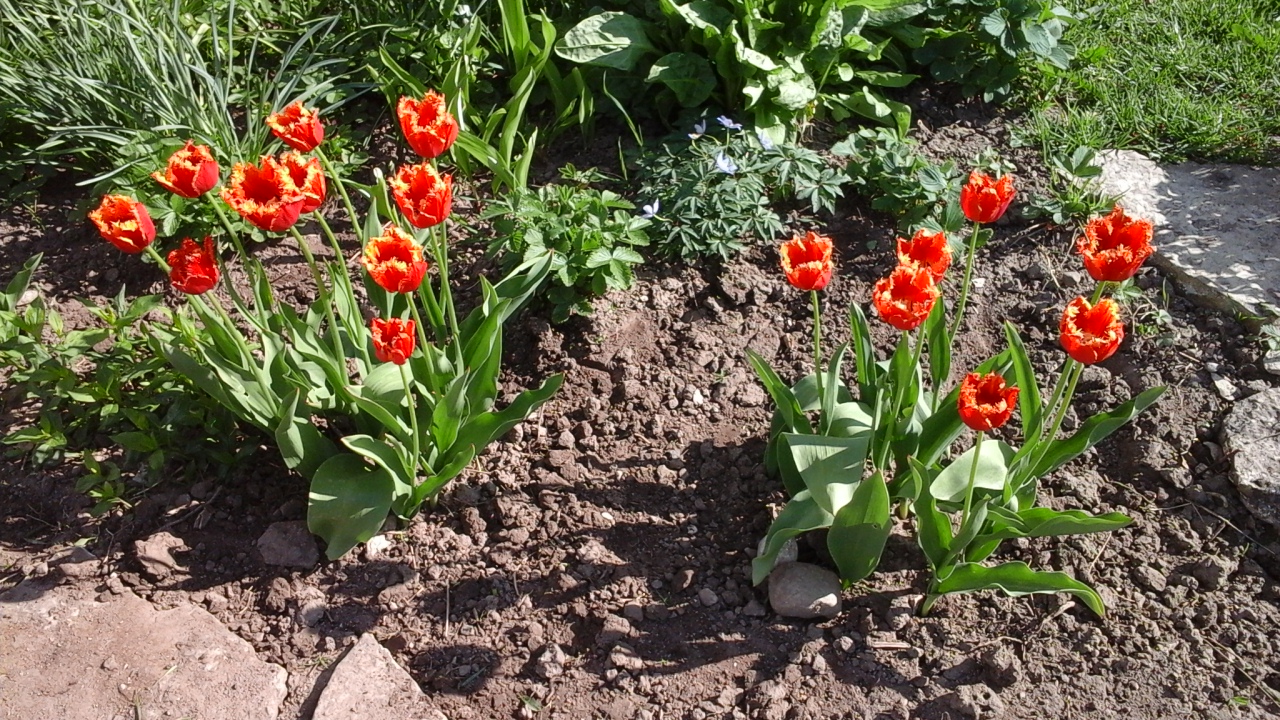 Manni tegemised: Tublid tulbid