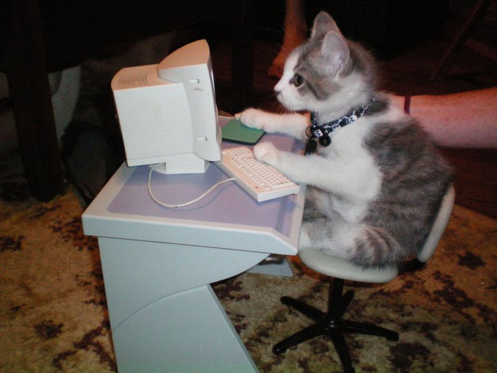 Animals I Admire: Hacker cat