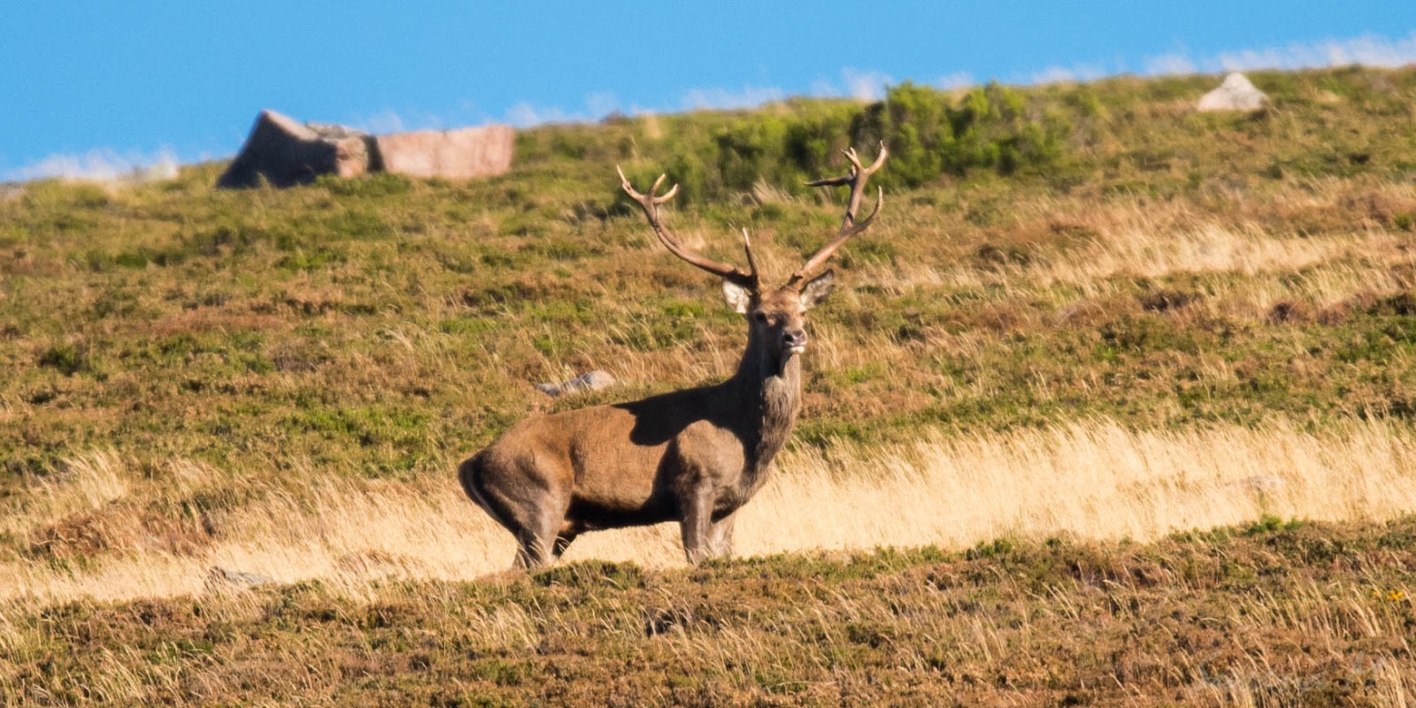 Bichucos del Norte: Venado (Cervus elaphus)