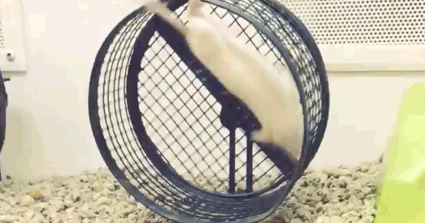 Chuck's Fun Page 2: Cleaning my hard drive - 50 animated animal GIFs