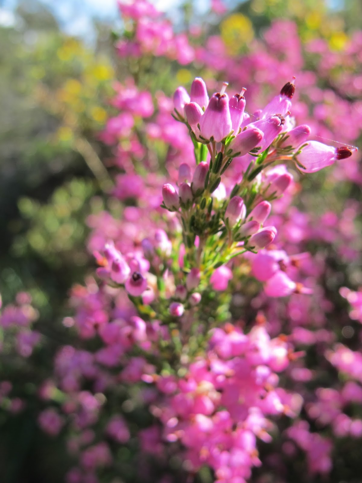 Wild Flora in Gerês