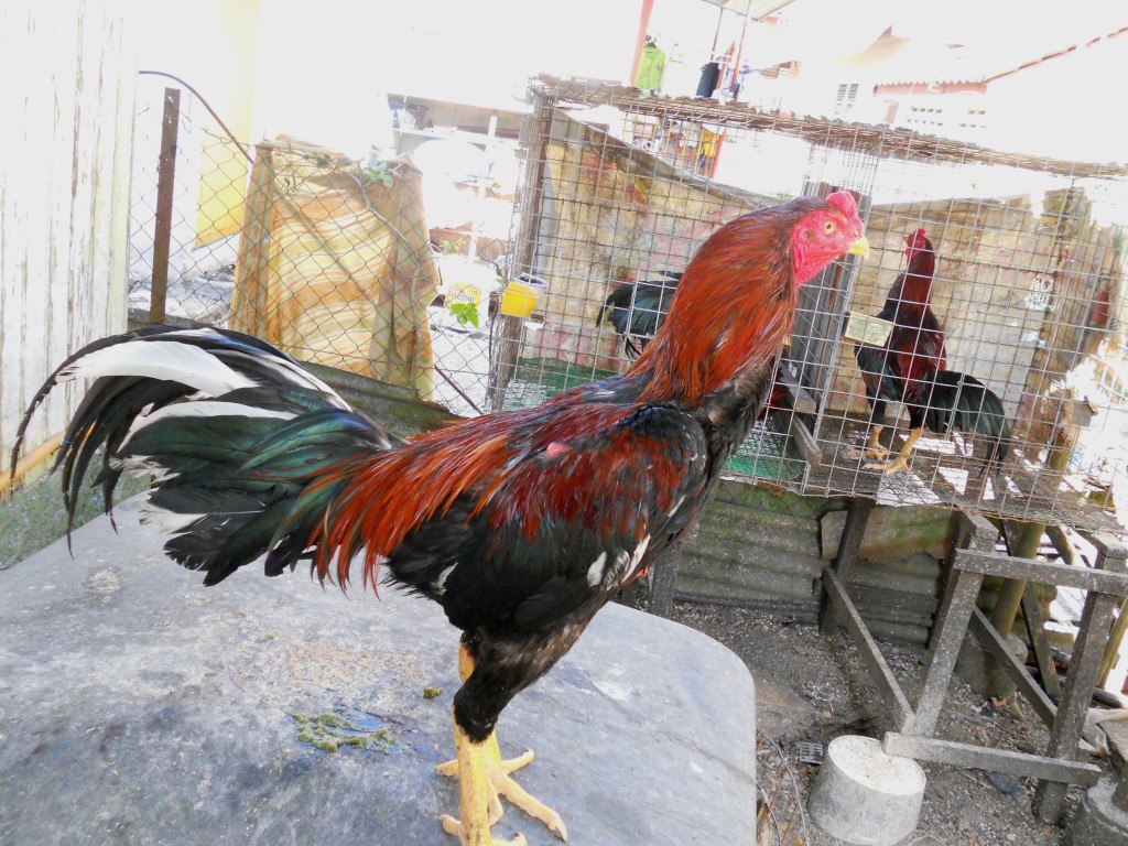 MY CHAMPION BREEDER: 2 Ekor Ayam Muda MaThai..