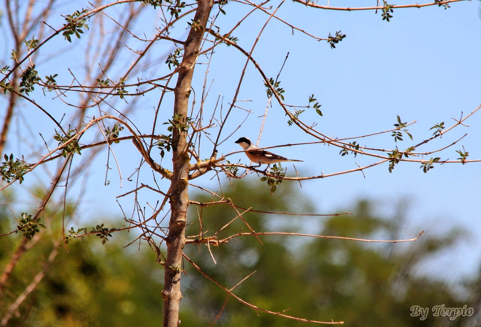 Viajes, Salidas, Naturaleza, (Fotografía).: Alcaudón Chico (Lanius Minor).