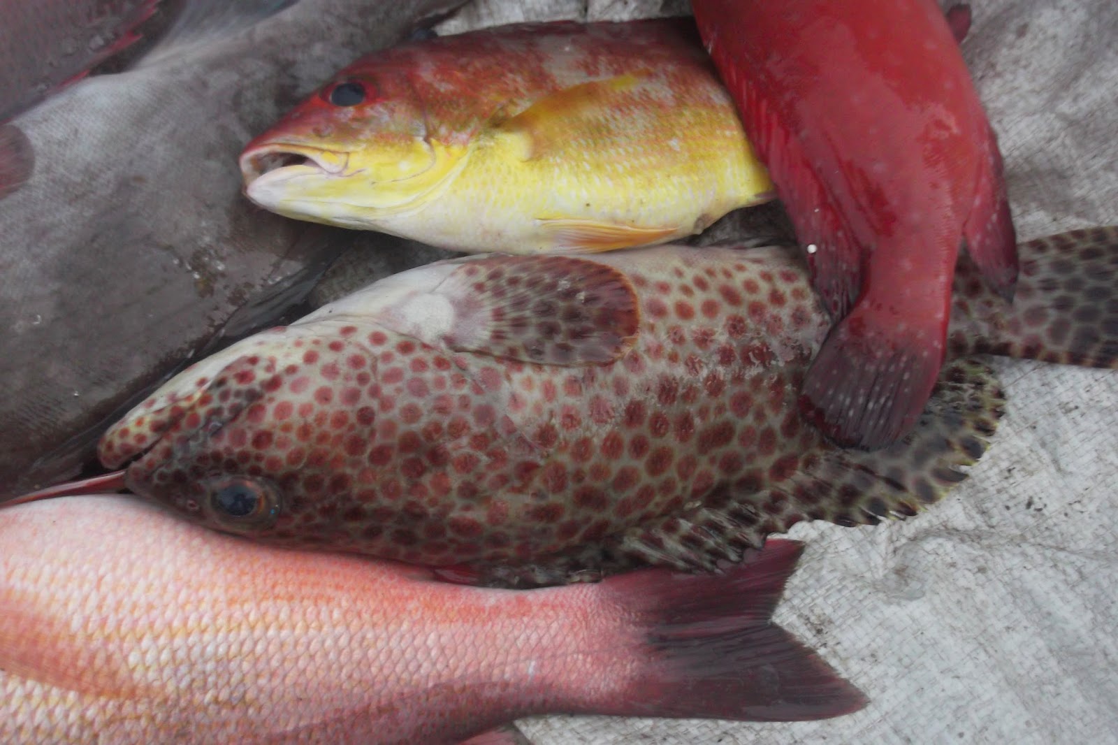 NEGOMBO SEAFOODS: KOSSA