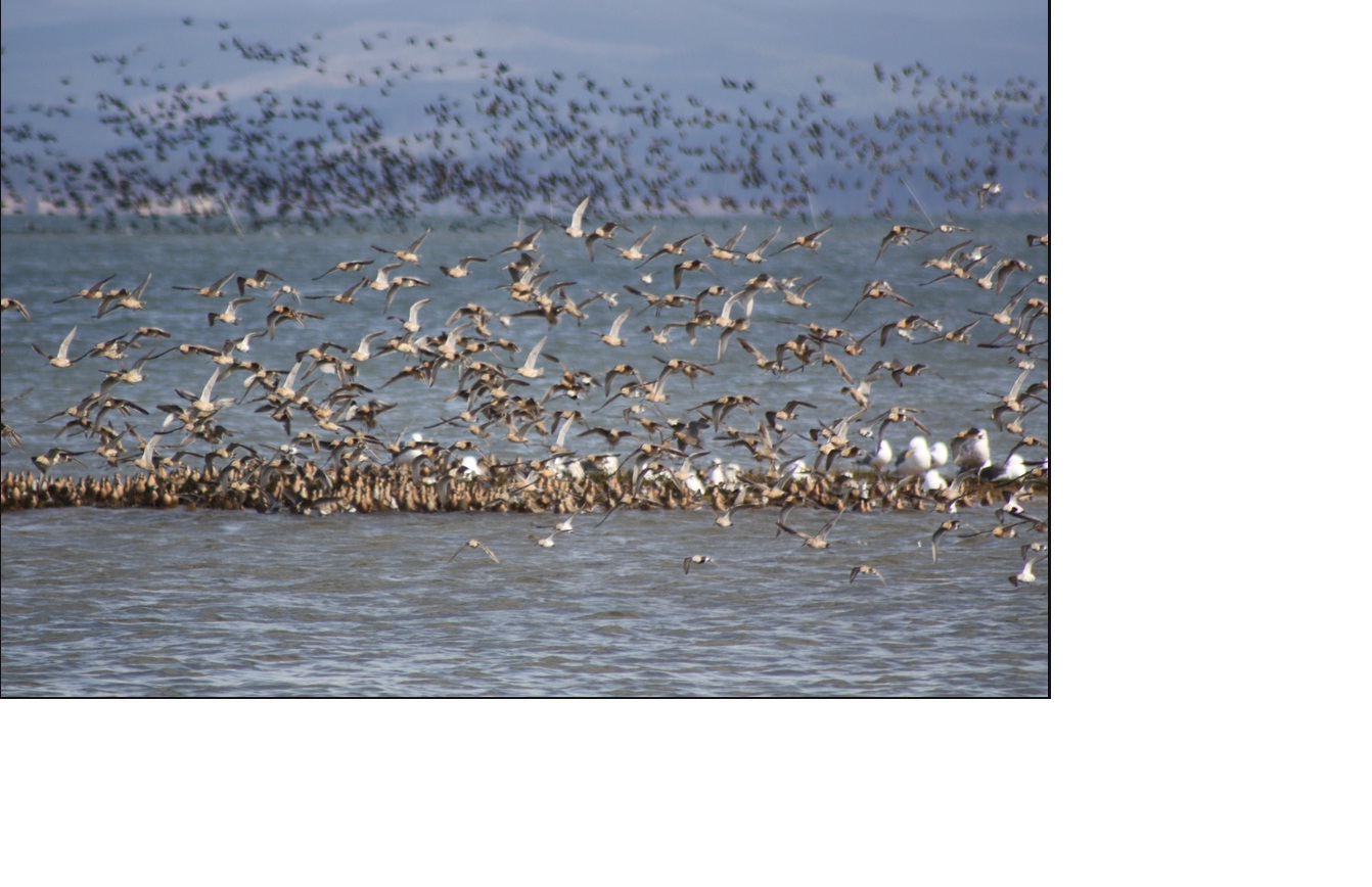 Protect Our Shoreline News: Is Japanese Eelgrass now a Noxious Weed in ...