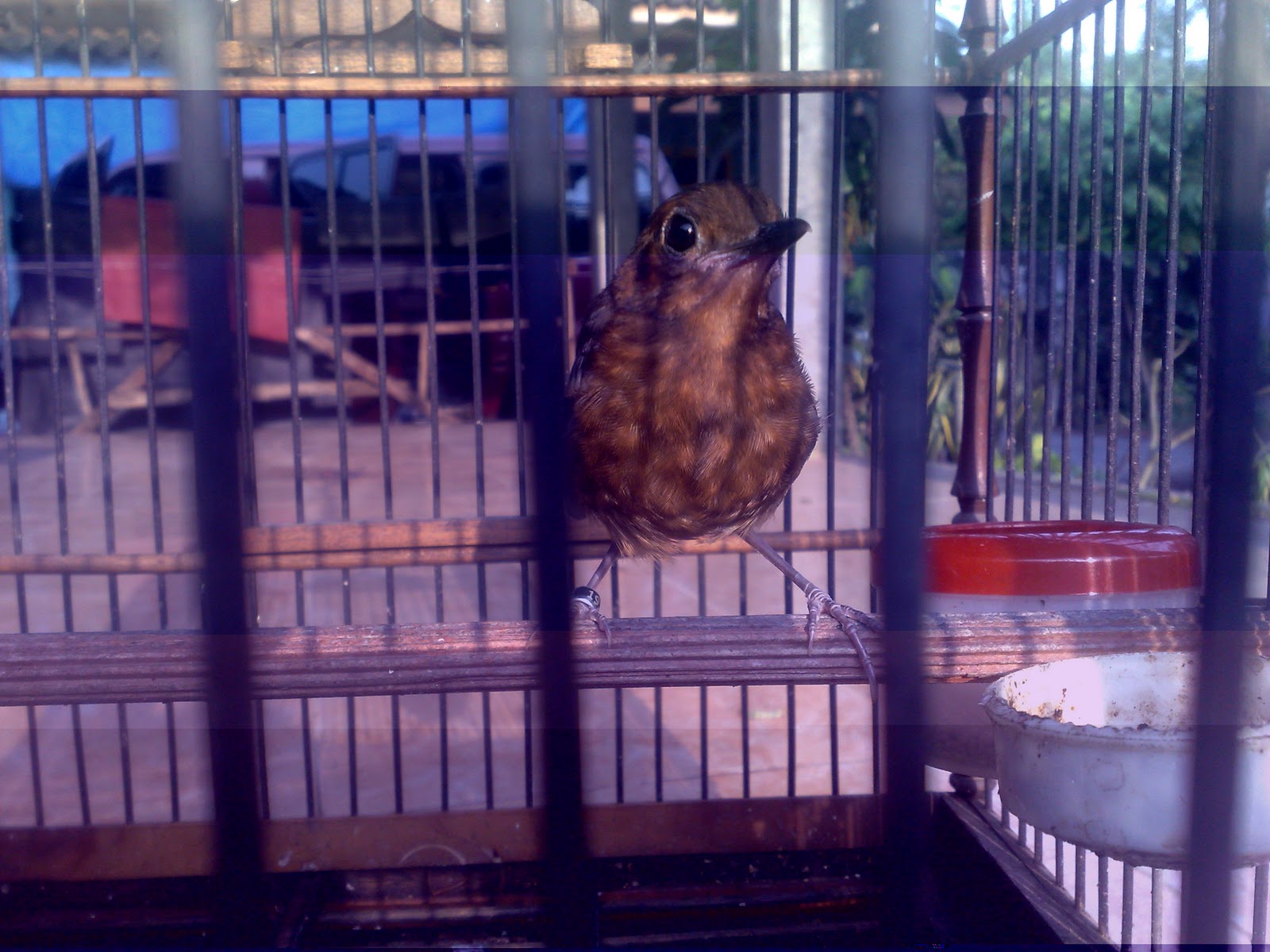 MENJUAL CUCAK IJO BANYUWANGI & ANIS MERAH PULAU BALI