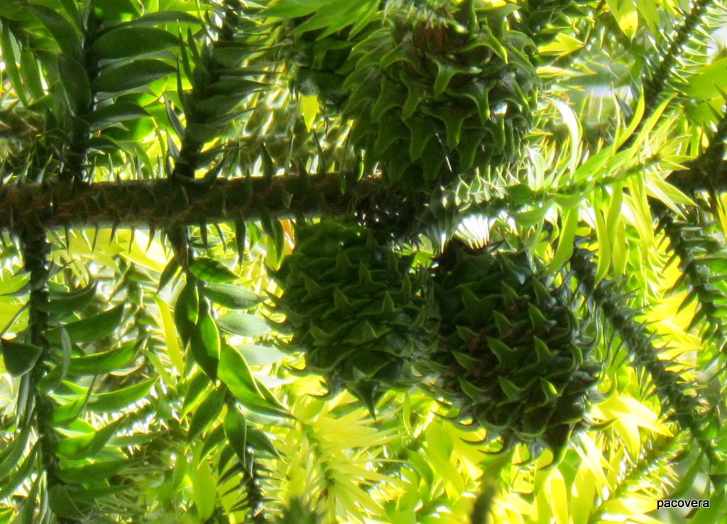 CH´USAY: ARAUCARIA BIDWILLII