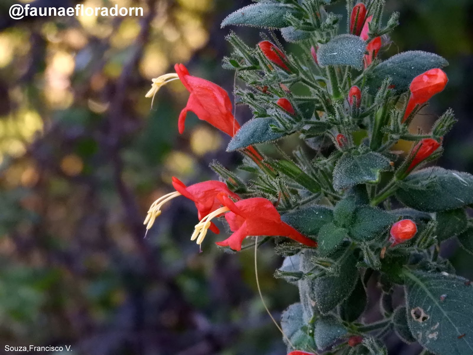 FAUNA E FLORA DO RN: Melosa-vermelha Ruellia asperula (Mart. ex Nees ...