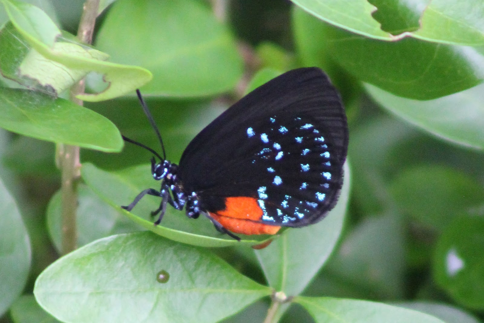 Hipster Birders: Atala: A Butterfly Back from the Brink