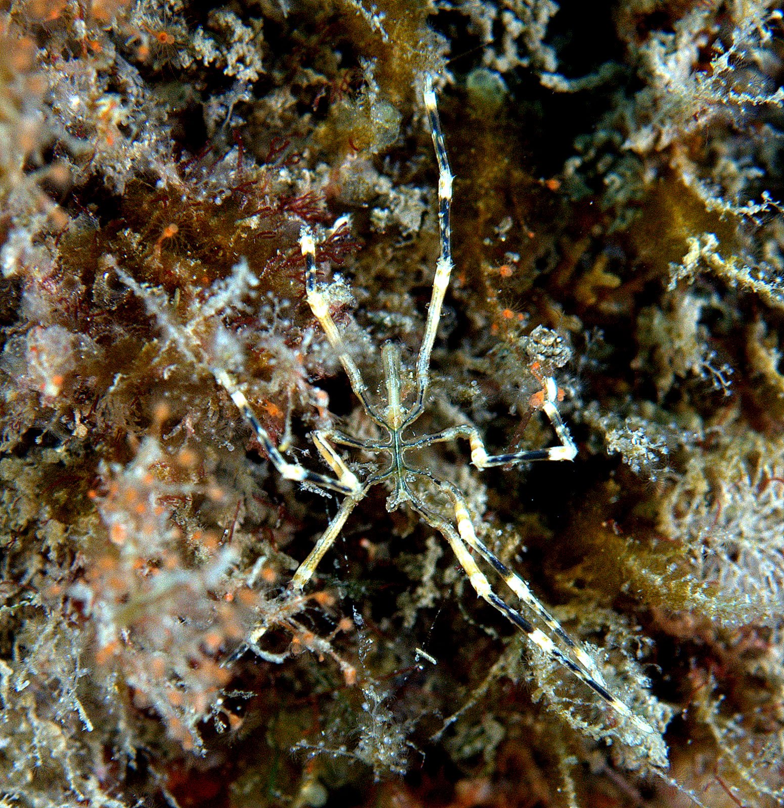 under pressure world: Caribbean Sea Spider (2ins.)- Blue Heron Bridge, FL