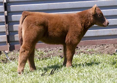 Lautner Farms: Pesek Cattle Farm Spring Pasture Online Sale