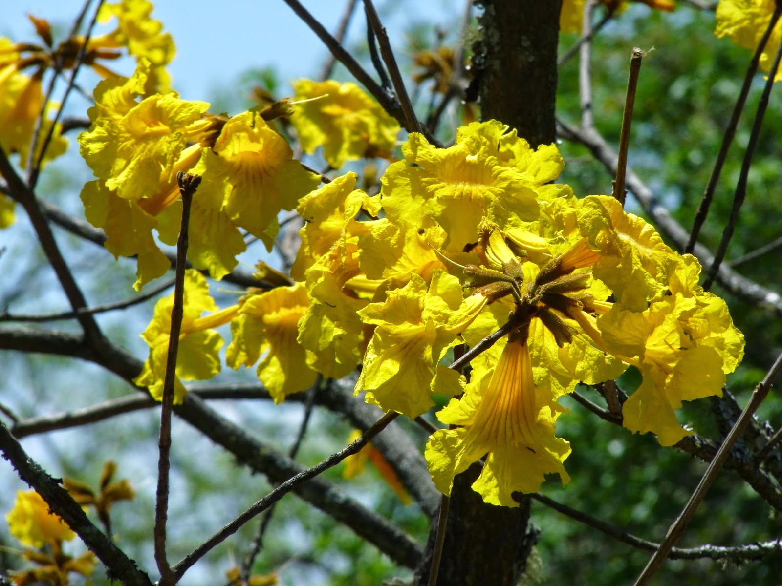 En el jardin: Lapachos en flor