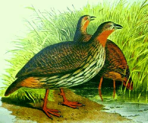 Swamp francolin | Birds of India | Bird World