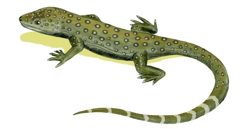 Variety of Life: Parareptilia