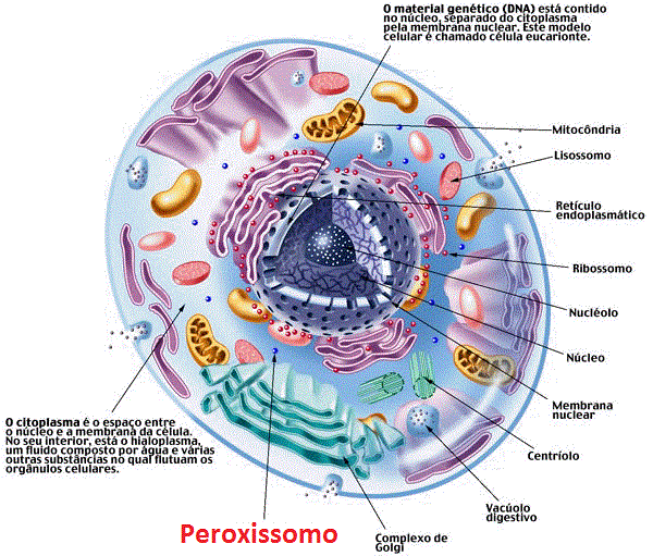 Aprendendo Biologia 2011: Peroxissoma