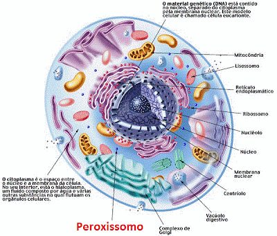 Aprendendo Biologia 2011: Peroxissoma