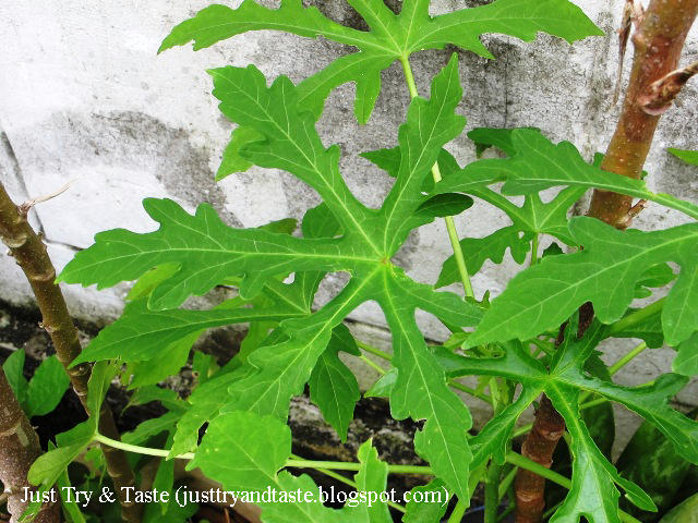 Mengenal Daun Gedi, Sayuran Khas Manado | Just Try & Taste